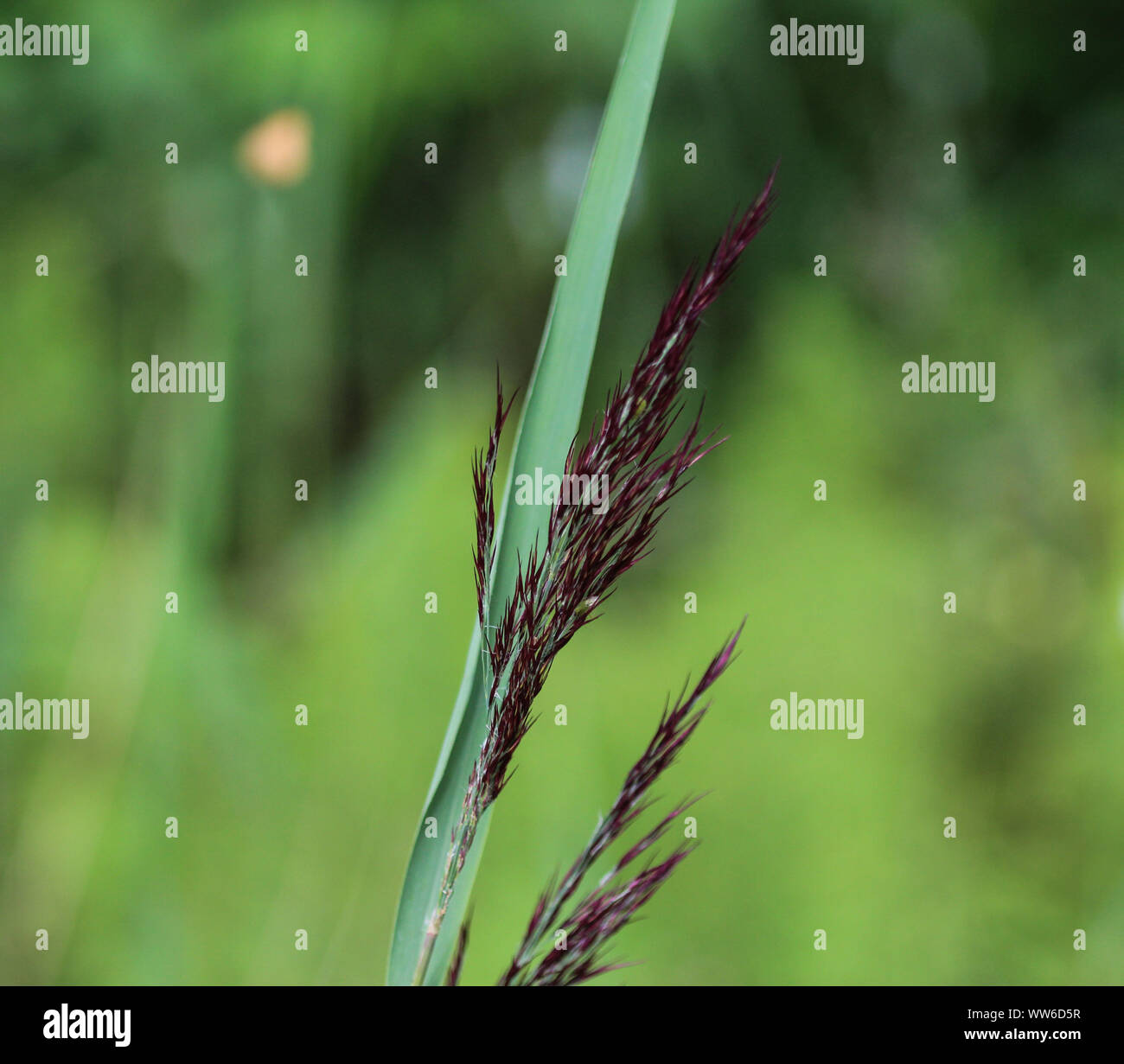 close up of Phragmites australis, also called common reed or reed Stock ...