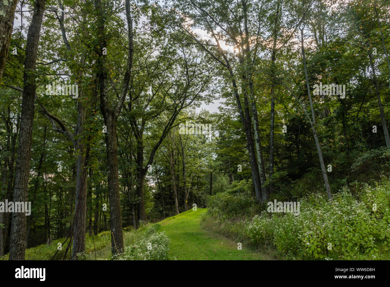 Beautiful forest glen vista in the summer, Pocono mountains, north ...