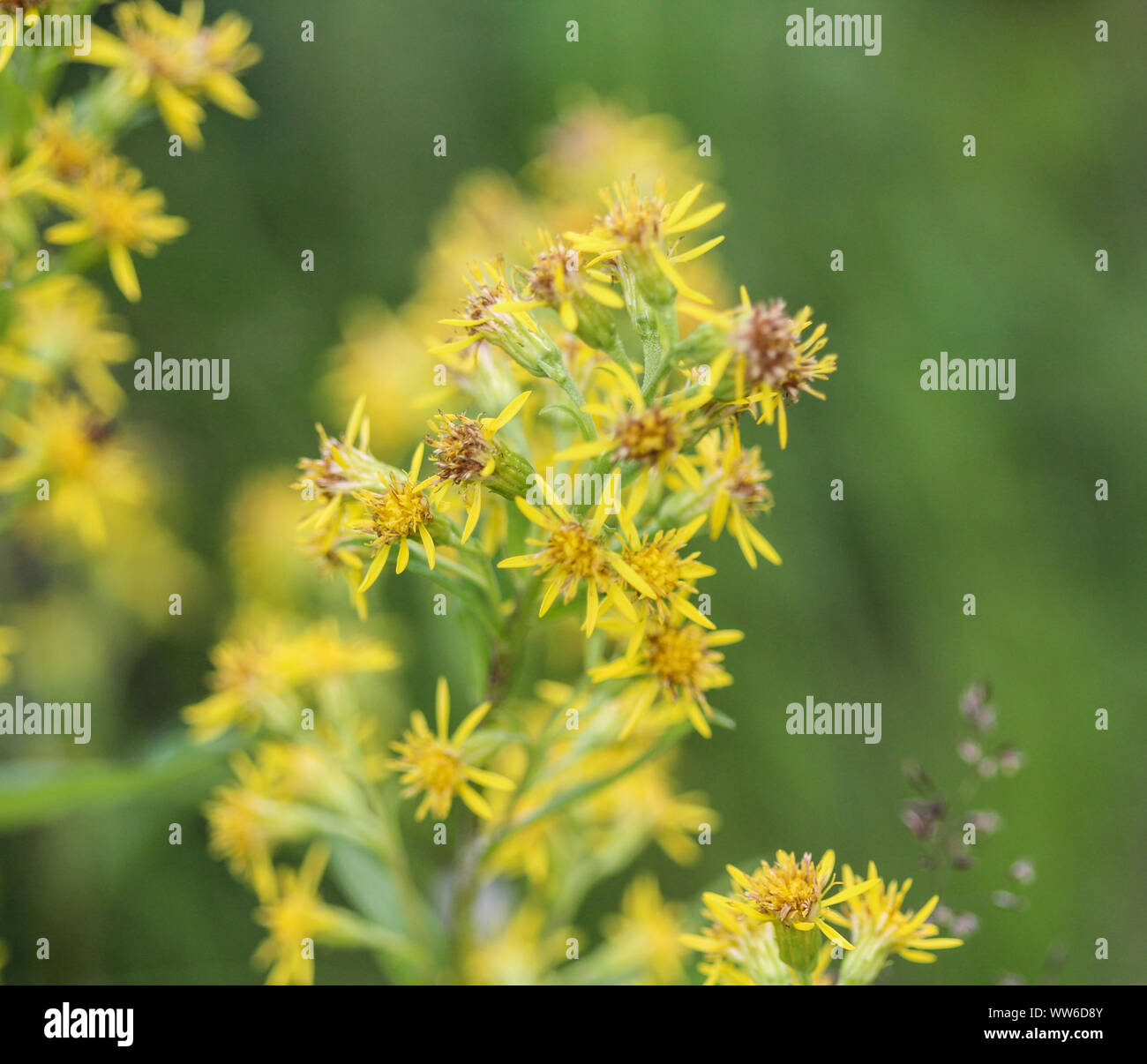 Common goldenrod or real goldenrod solidago virgaurea hi-res stock ...