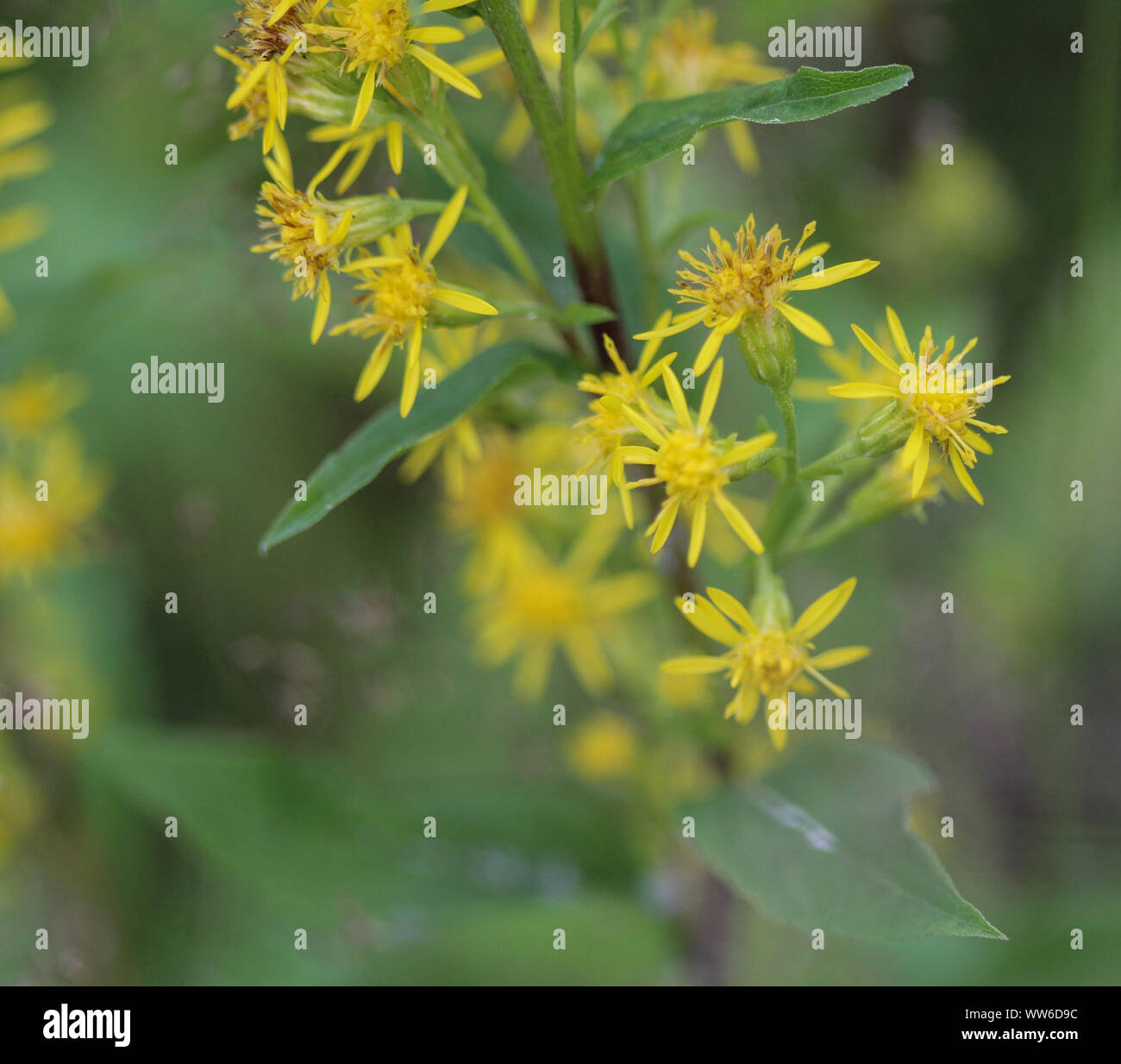 Common goldenrod or real goldenrod solidago virgaurea hi-res stock ...