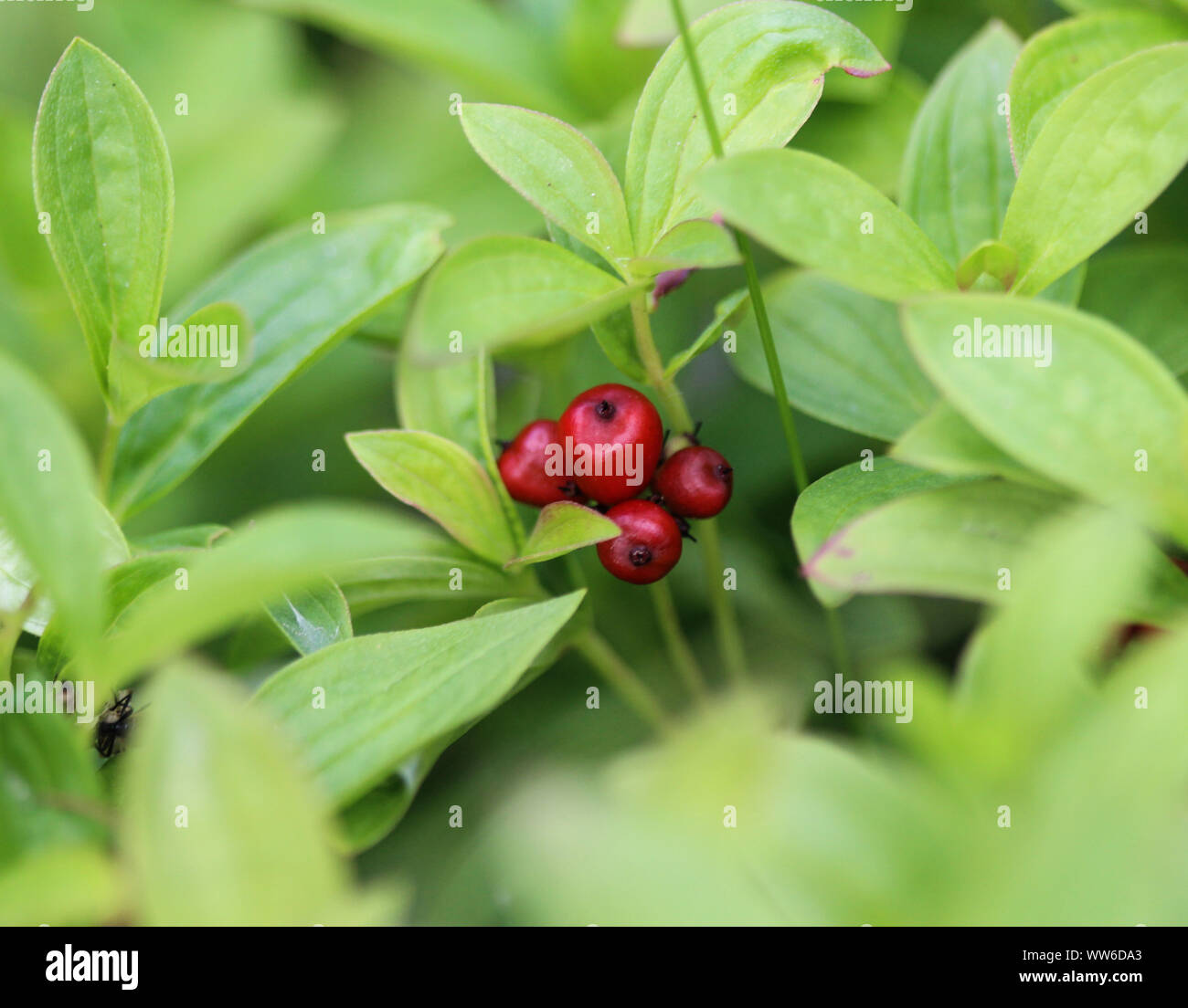 Dwarf cornel cornus suecica hi-res stock photography and images - Alamy