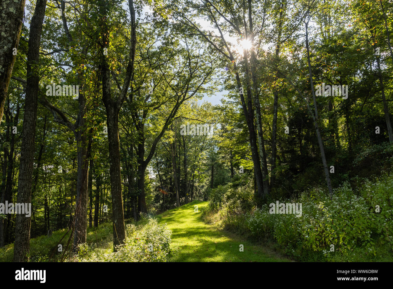 Beautiful forest glen vista in the summer, Pocono mountains, north ...