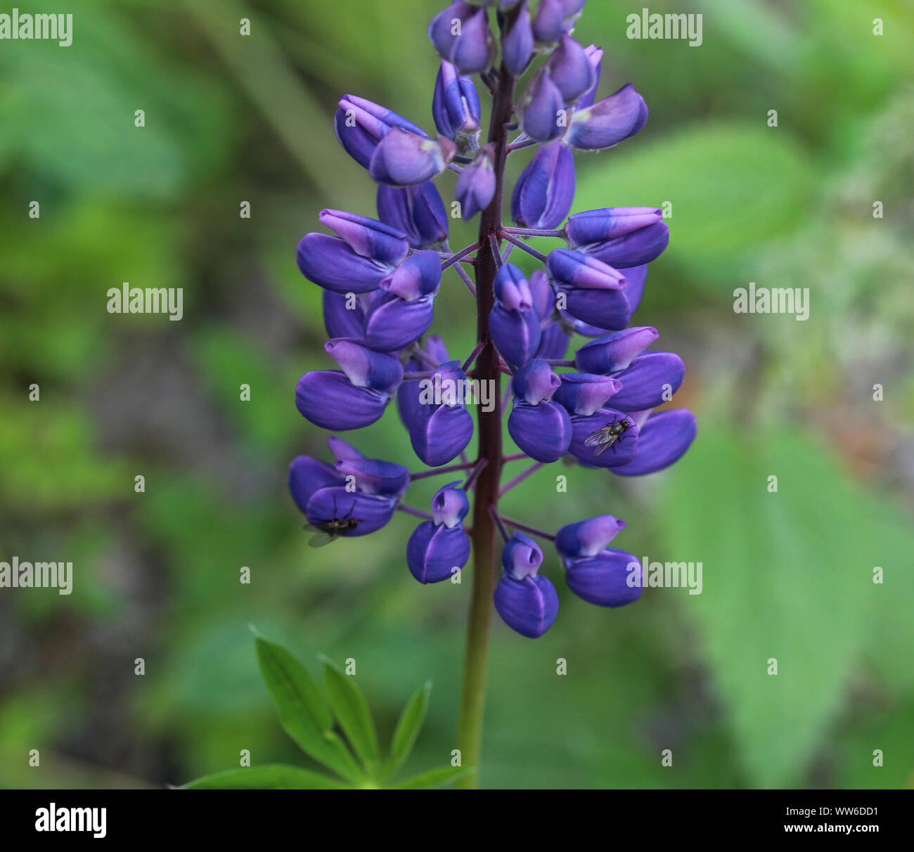 Close up of Lupinus polyphyllus flower, known as big-leaved lupine ...