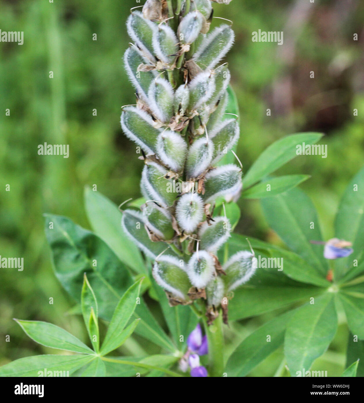 Close up of Lupinus polyphyllus flower, known as big-leaved lupine, many-leaved lupine or ...