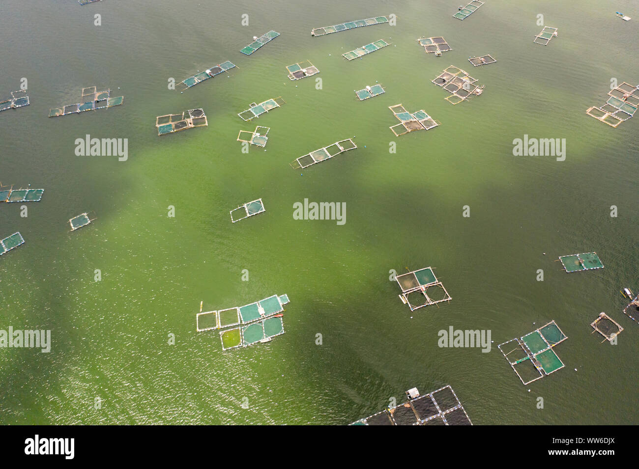 Fish farm with cages for fish and shrimp on the lake Taal, top view ...