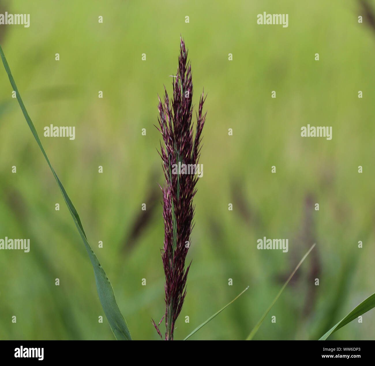 close up of Phragmites australis, also called common reed or reed Stock ...