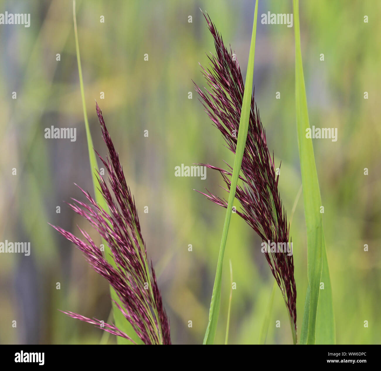 close up of Phragmites australis, also called common reed or reed Stock ...
