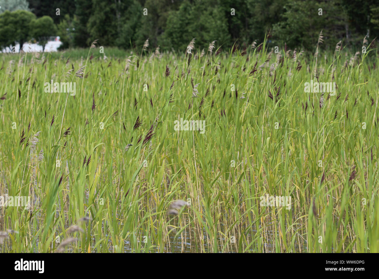 close up of Phragmites australis, also called common reed or reed Stock ...