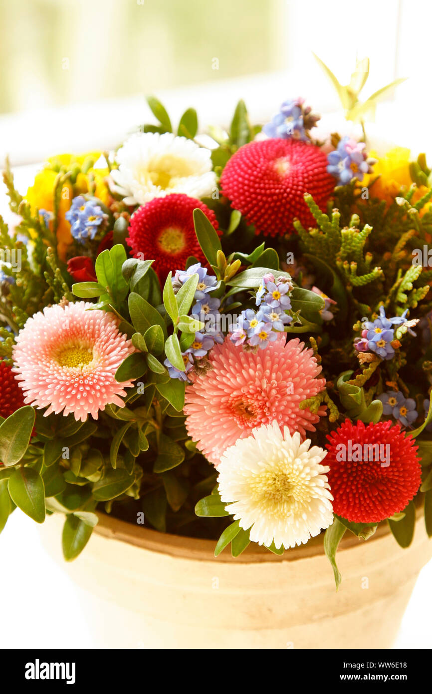 Beauteous flower hi-res stock photography and images - Alamy