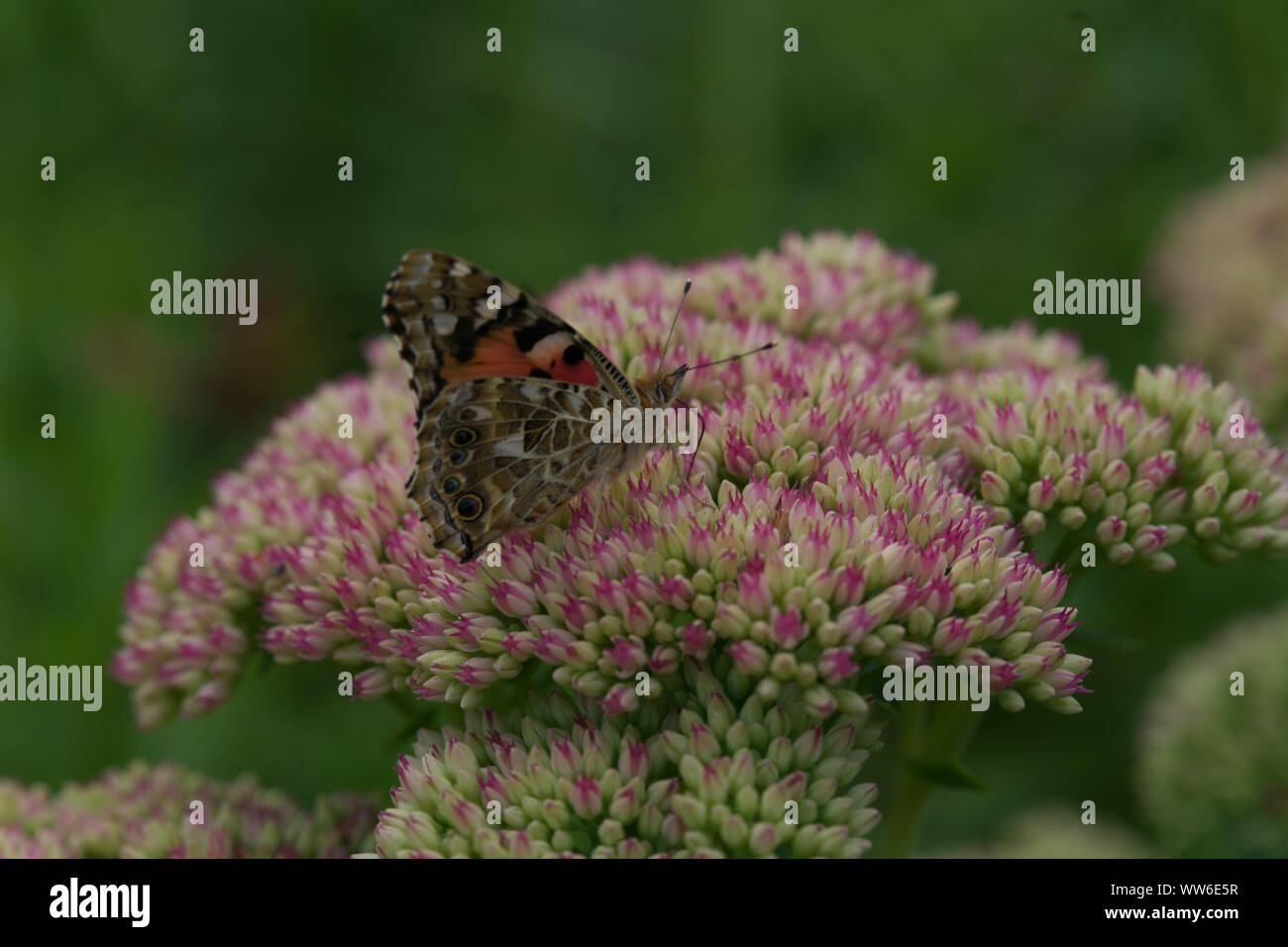 Butterfly map hi-res stock photography and images - Alamy