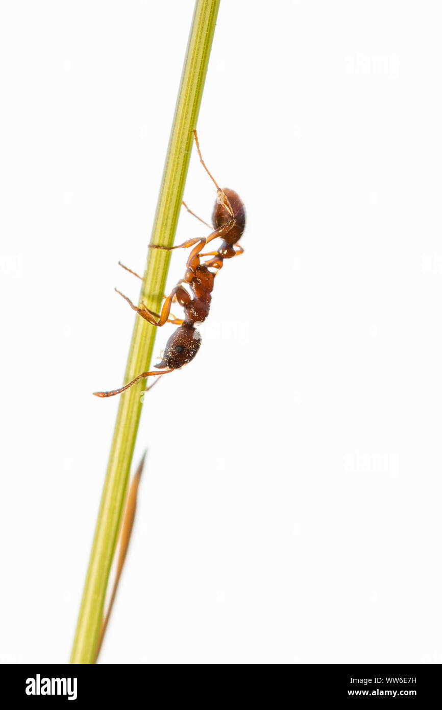 Marica Cut Out Stock Images & Pictures - Alamy