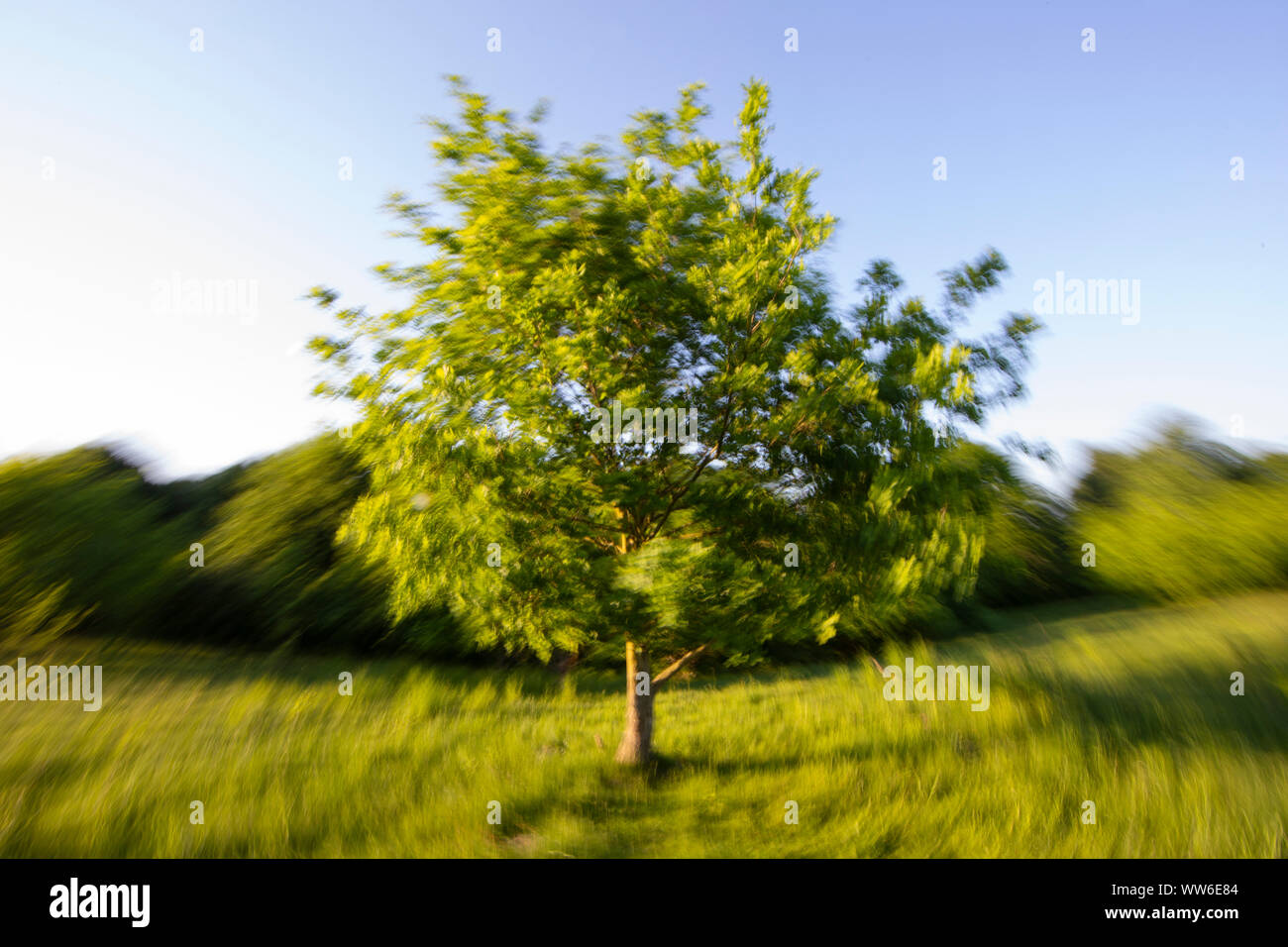 Tree on meadow in summer with movement Stock Photo - Alamy