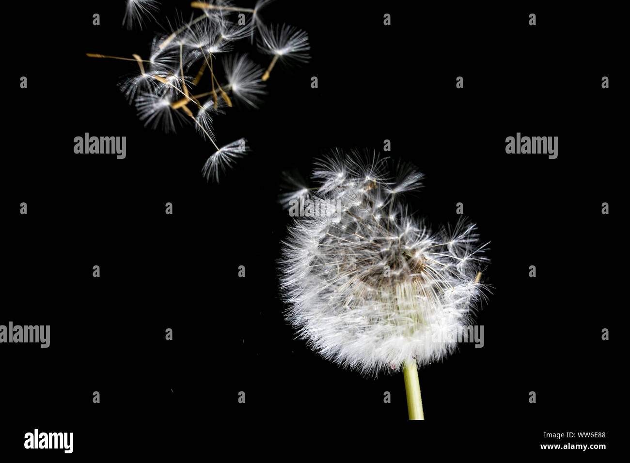 Dandelion, withered dandelion, seeds fly away Stock Photo - Alamy