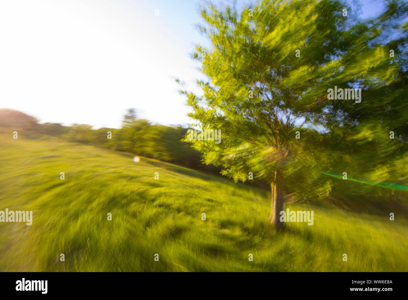 Tree on meadow in summer with movement Stock Photo - Alamy