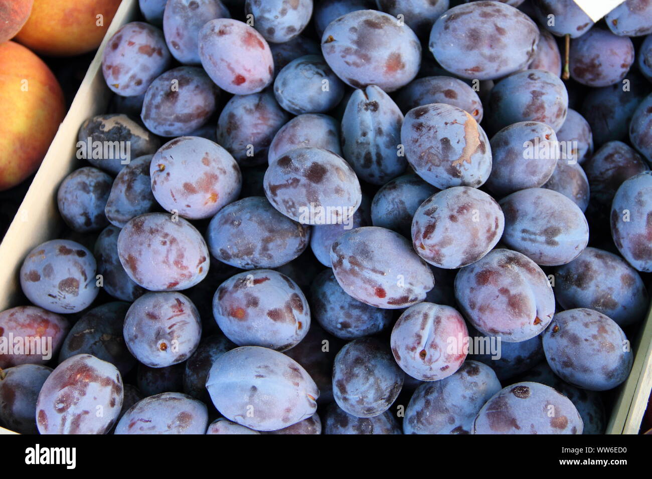 fresh blue plums Stock Photo - Alamy