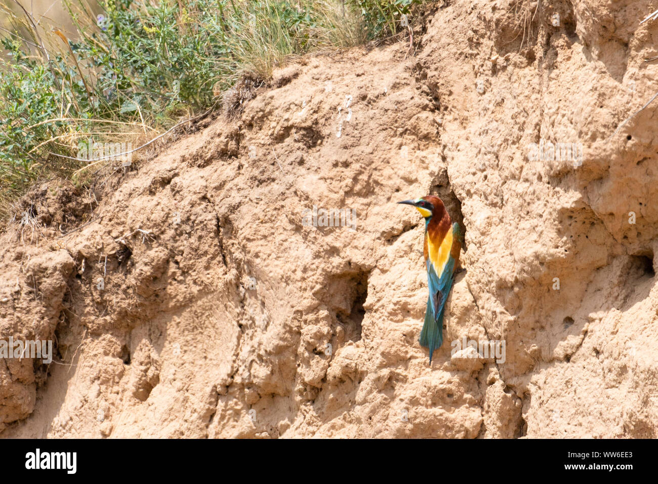 Breeding cave hi-res stock photography and images - Alamy