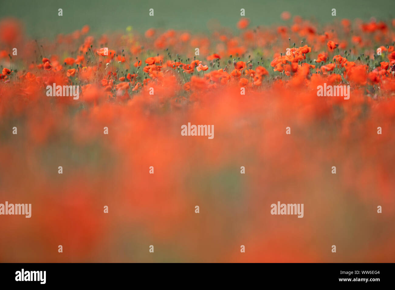 Huge poppy field hi-res stock photography and images - Alamy