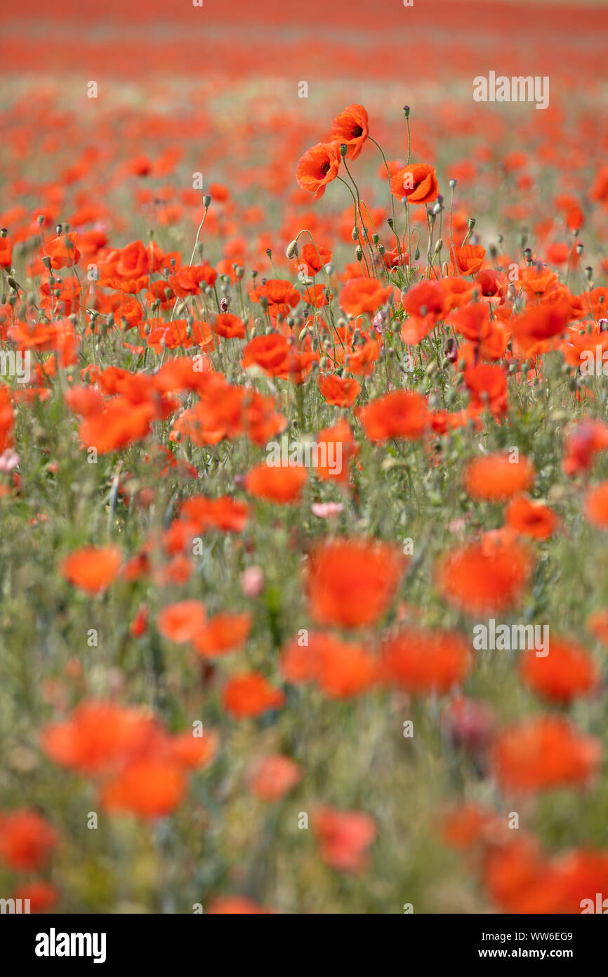 Landmark poppy hi-res stock photography and images - Alamy