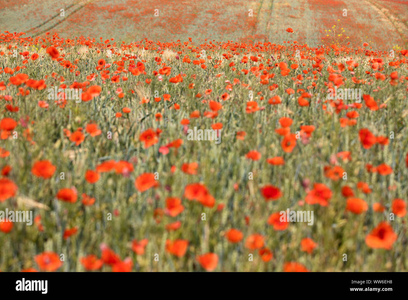 Foreground blurring hi-res stock photography and images - Alamy