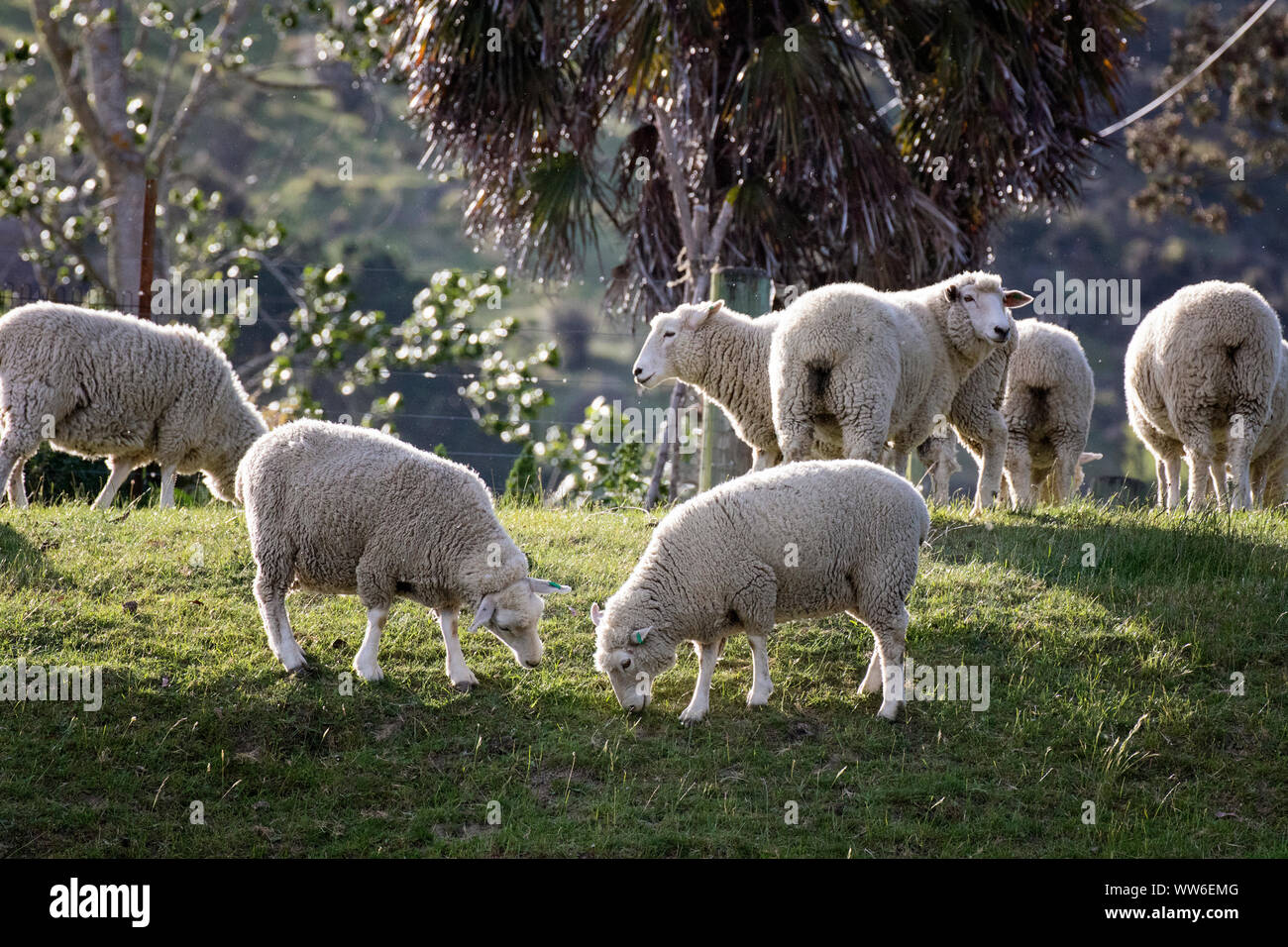 Abundance of sheep graze the hills and valleys of New Zealand. Farmers ...