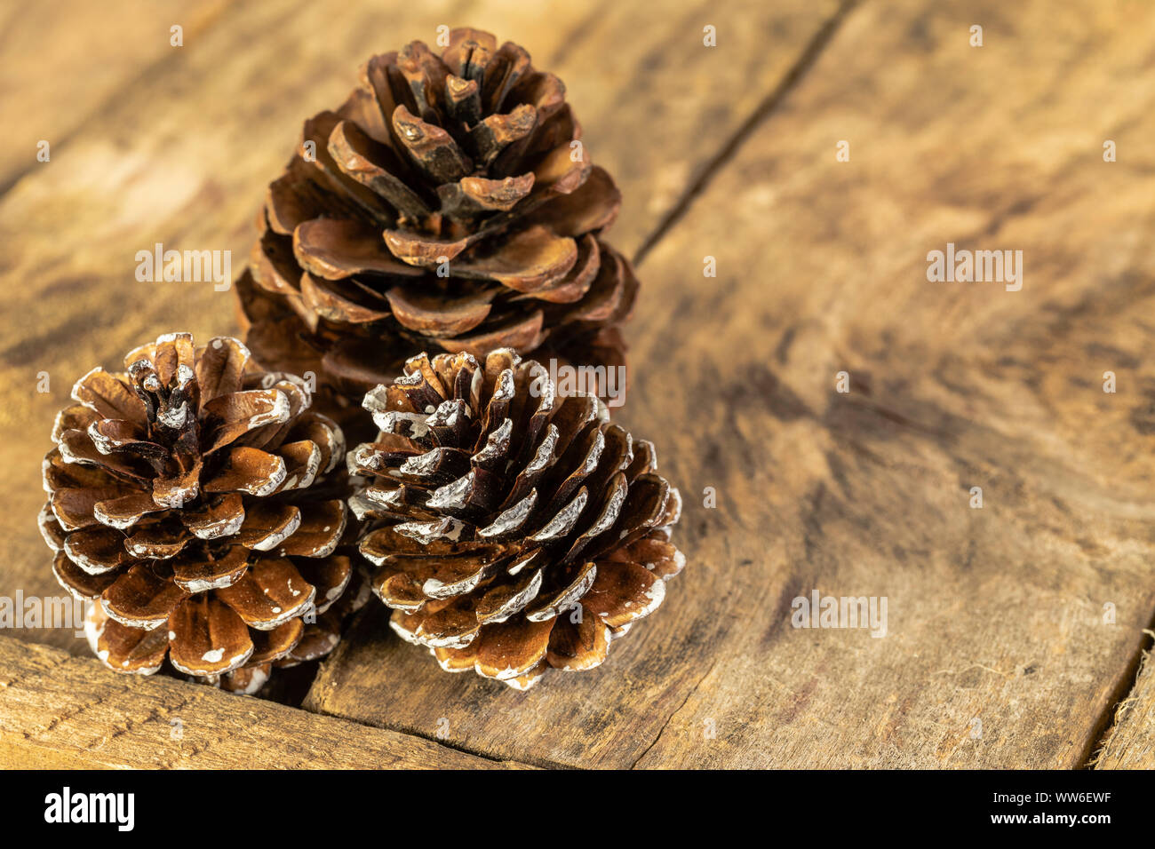 Dried Cones High Resolution Stock Photography and Images - Alamy