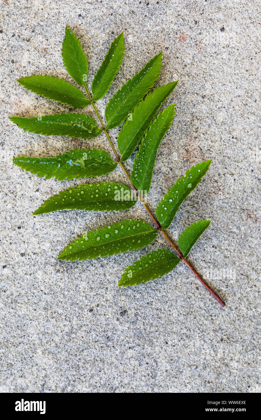 Rowan, Sorbus aucuparia, leaves with water drops, still life Stock ...