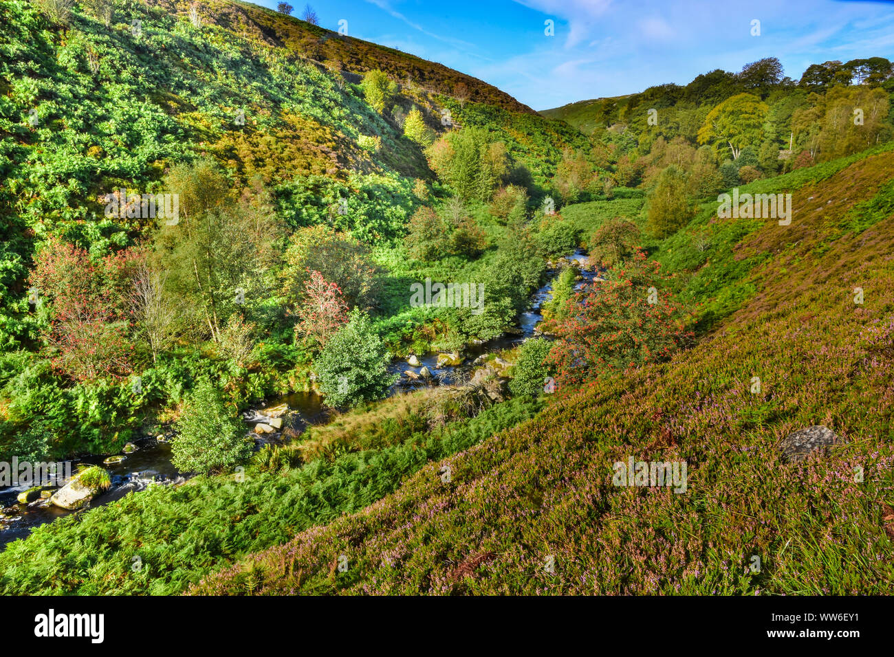 Purple Ash High Resolution Stock Photography and Images - Alamy