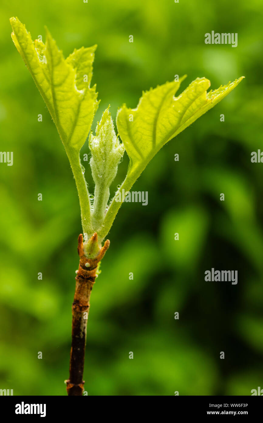 Budding hi-res stock photography and images - Alamy
