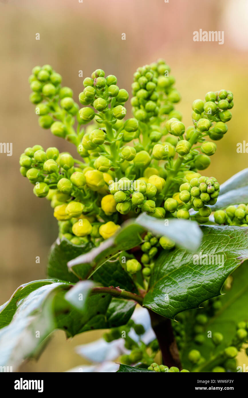 Holly blossom in the spring Stock Photo - Alamy