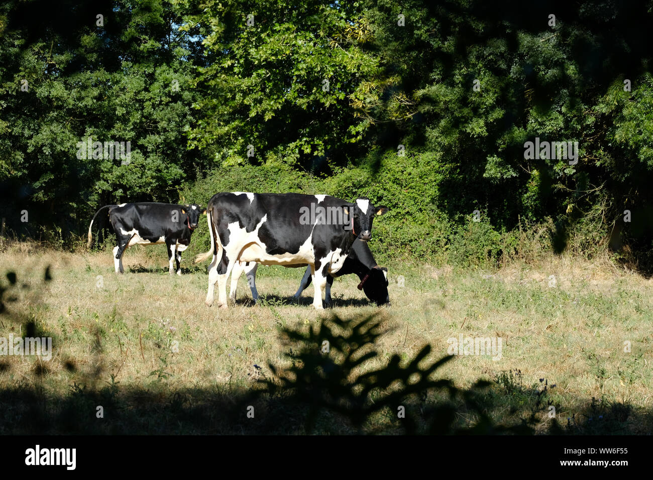 Cattle three hi-res stock photography and images - Alamy