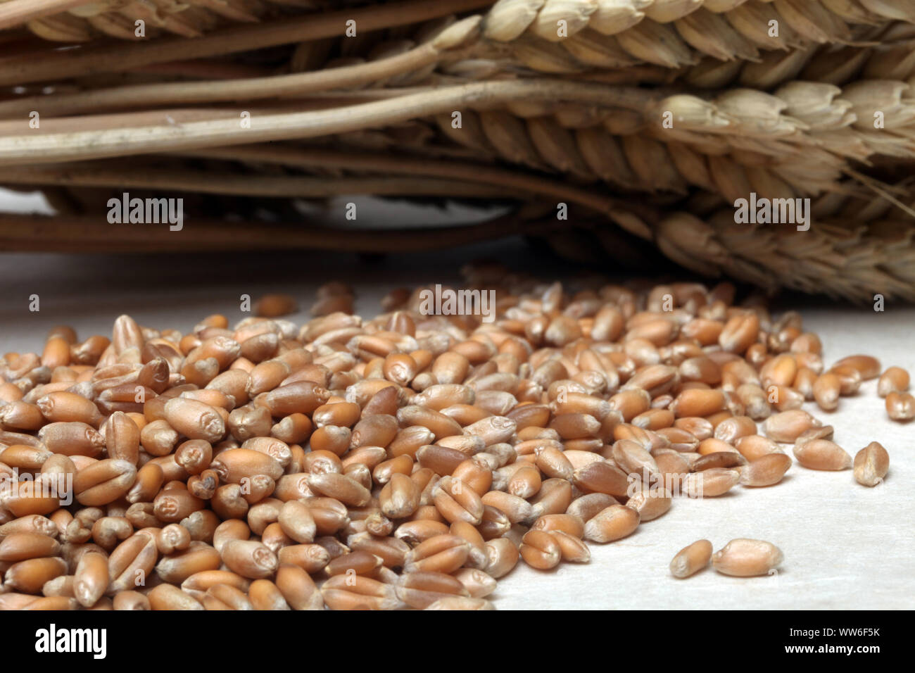 Grain of wheat close up Stock Photo - Alamy