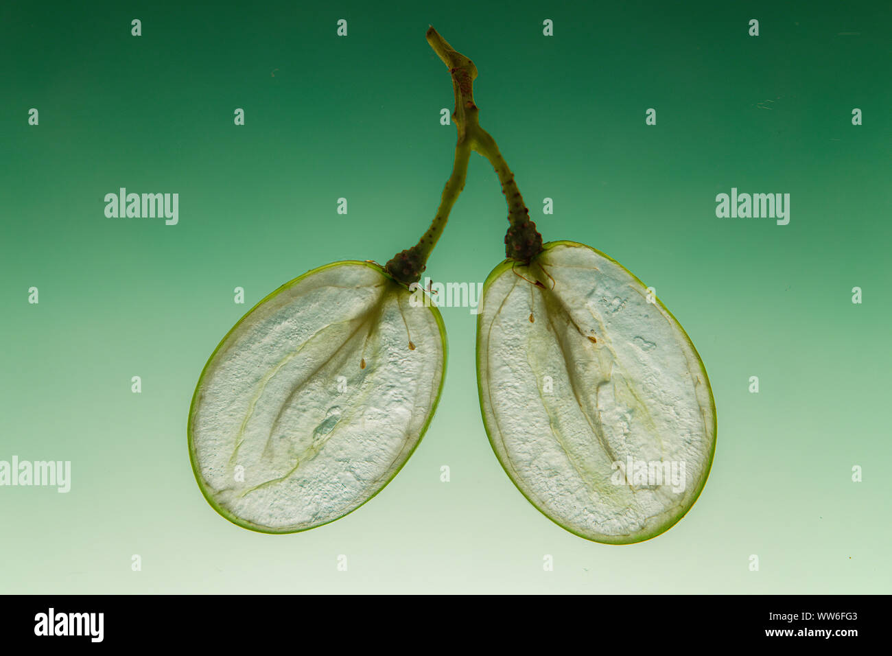 Cross section view of two green grapes Stock Photo - Alamy