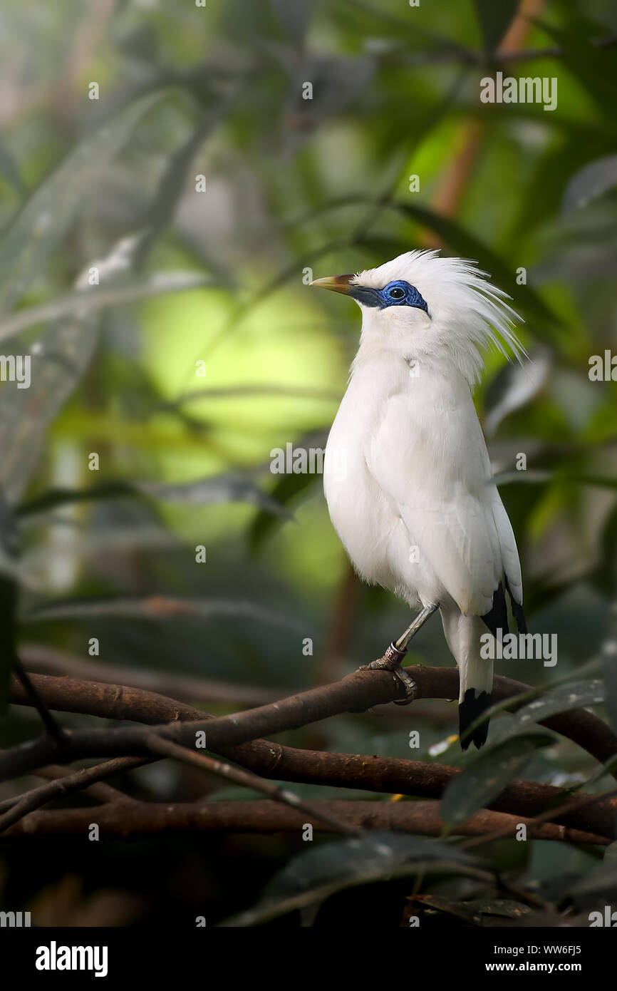 Bali Myna High Resolution Stock Photography and Images - Alamy