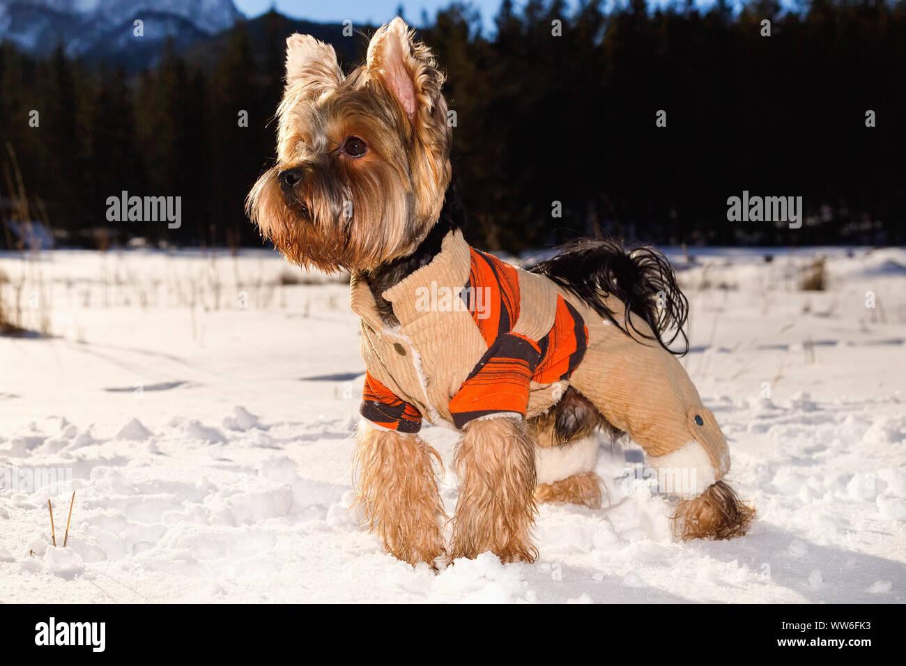 Yorkshire terrier sitting in the snow wearing overalls. Dog Yorkshire ...