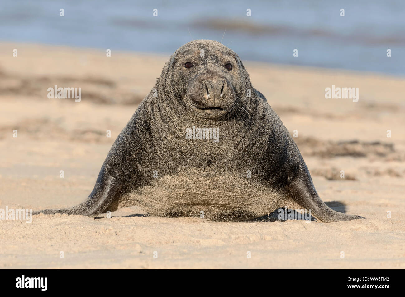 Large seal hi-res stock photography and images - Alamy