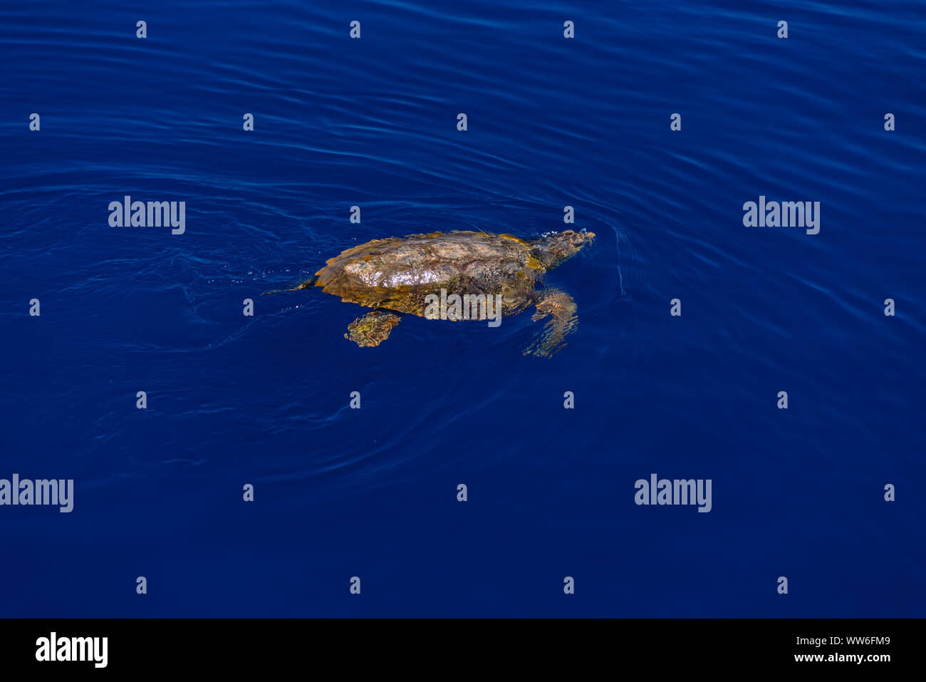 Italy, Sicily, Aeolian Islands, Filicudi, Sea Turtle, Loggerhead Turtle ...