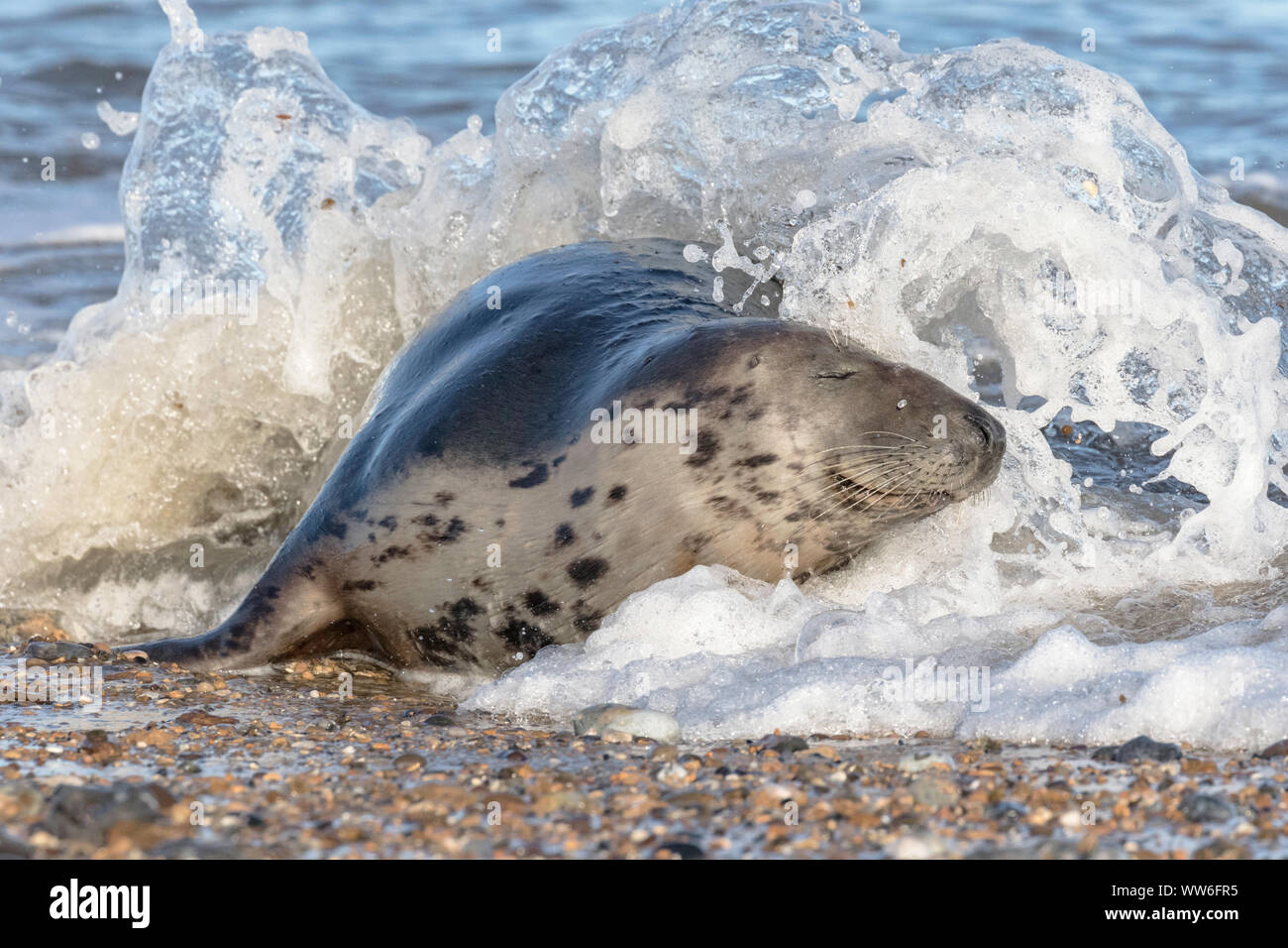 Atlantic Grey Seal Stock Photo - Alamy