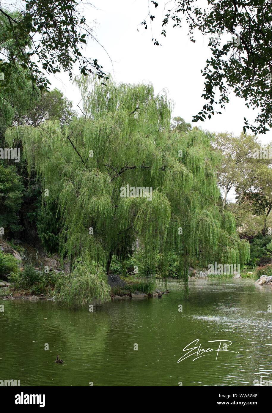 Morningside park hi-res stock photography and images - Alamy