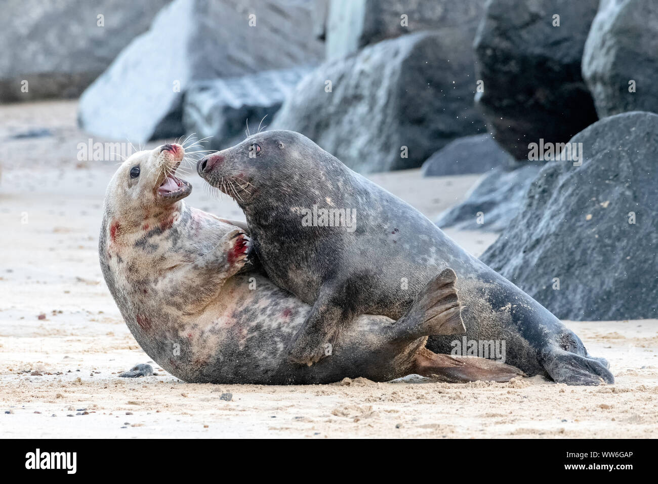 Atlantic Grey Seals fighting Stock Photo - Alamy