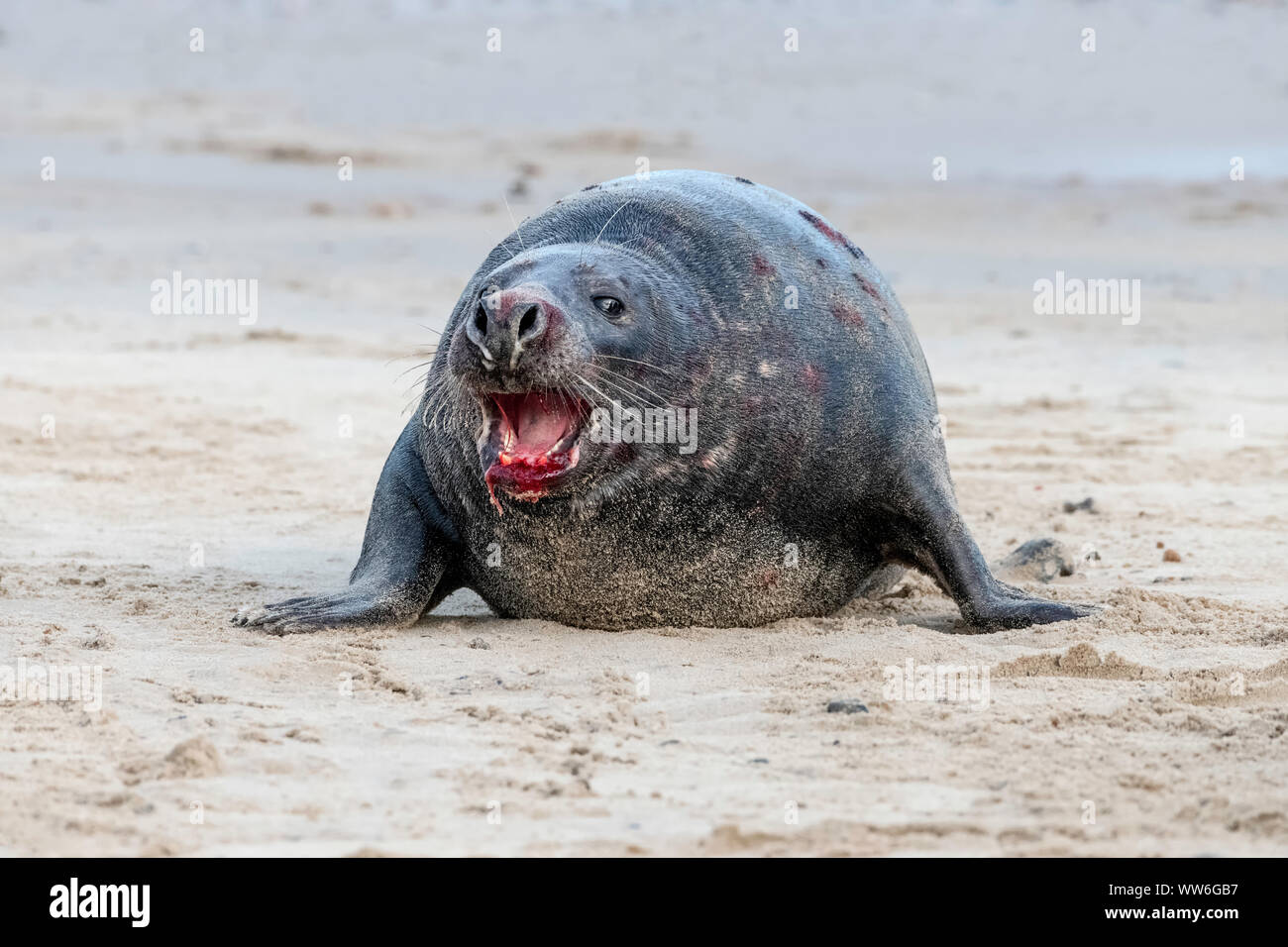 Atlantic Grey Seal aggressive bull Stock Photo - Alamy