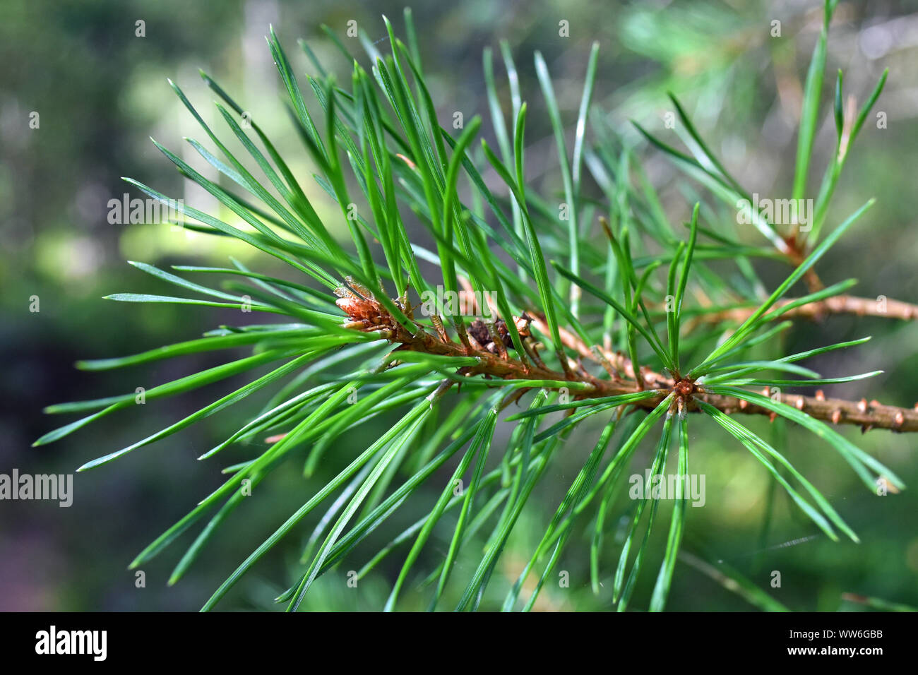 Beautiful pine tree needles close hi-res stock photography and images ...