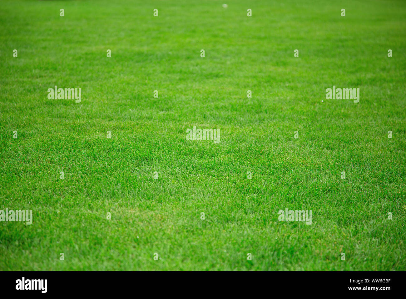 Lawn with green grass. Green grass for background Stock Photo - Alamy