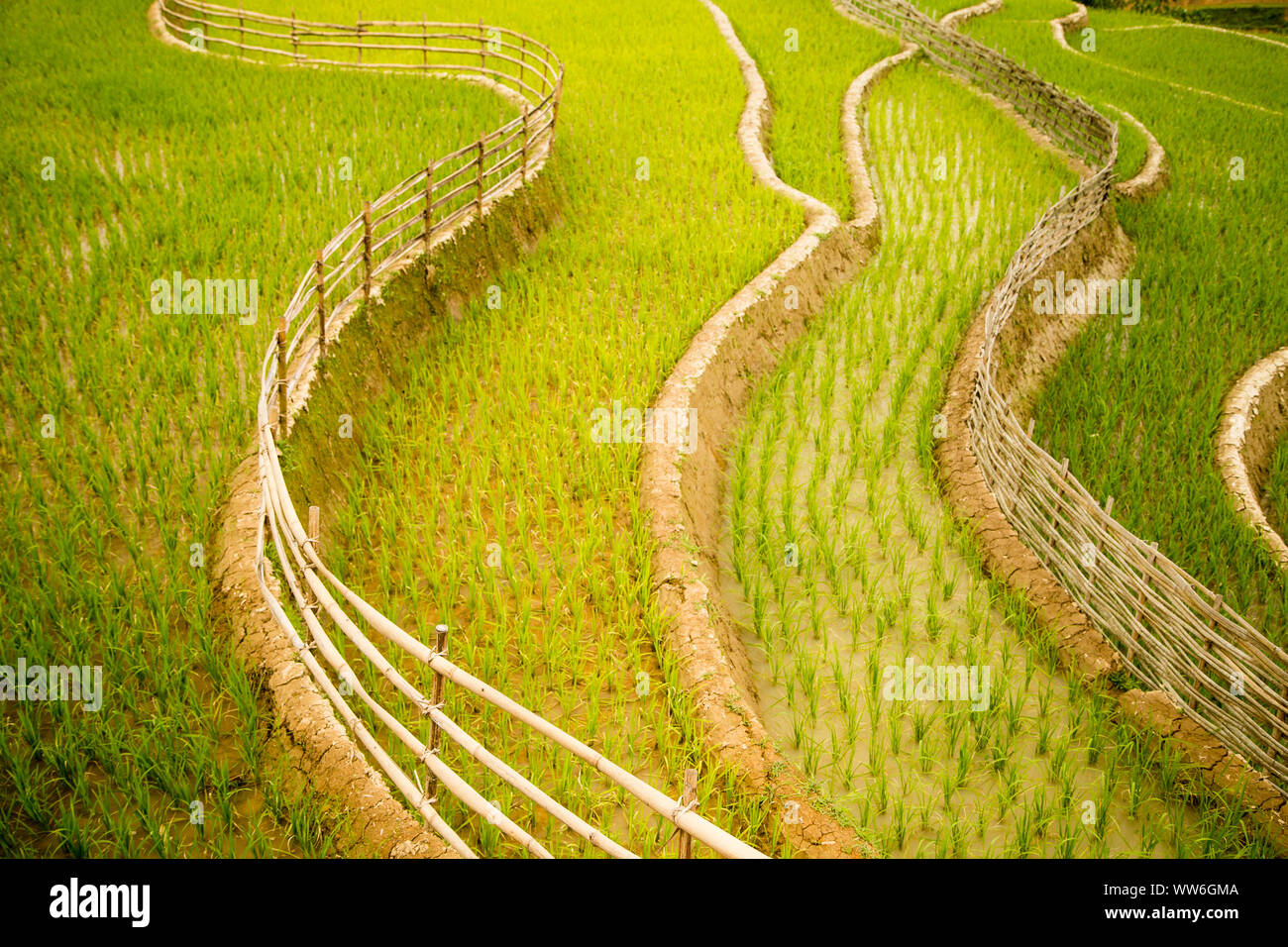Upland rice hi-res stock photography and images - Alamy