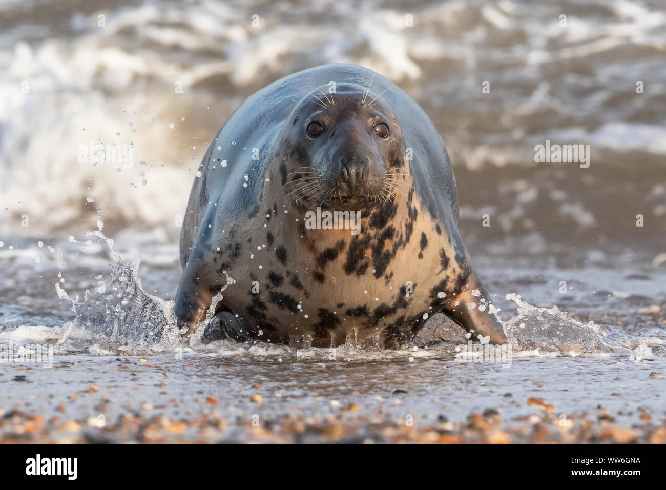 Atlantic marine life hi-res stock photography and images - Alamy