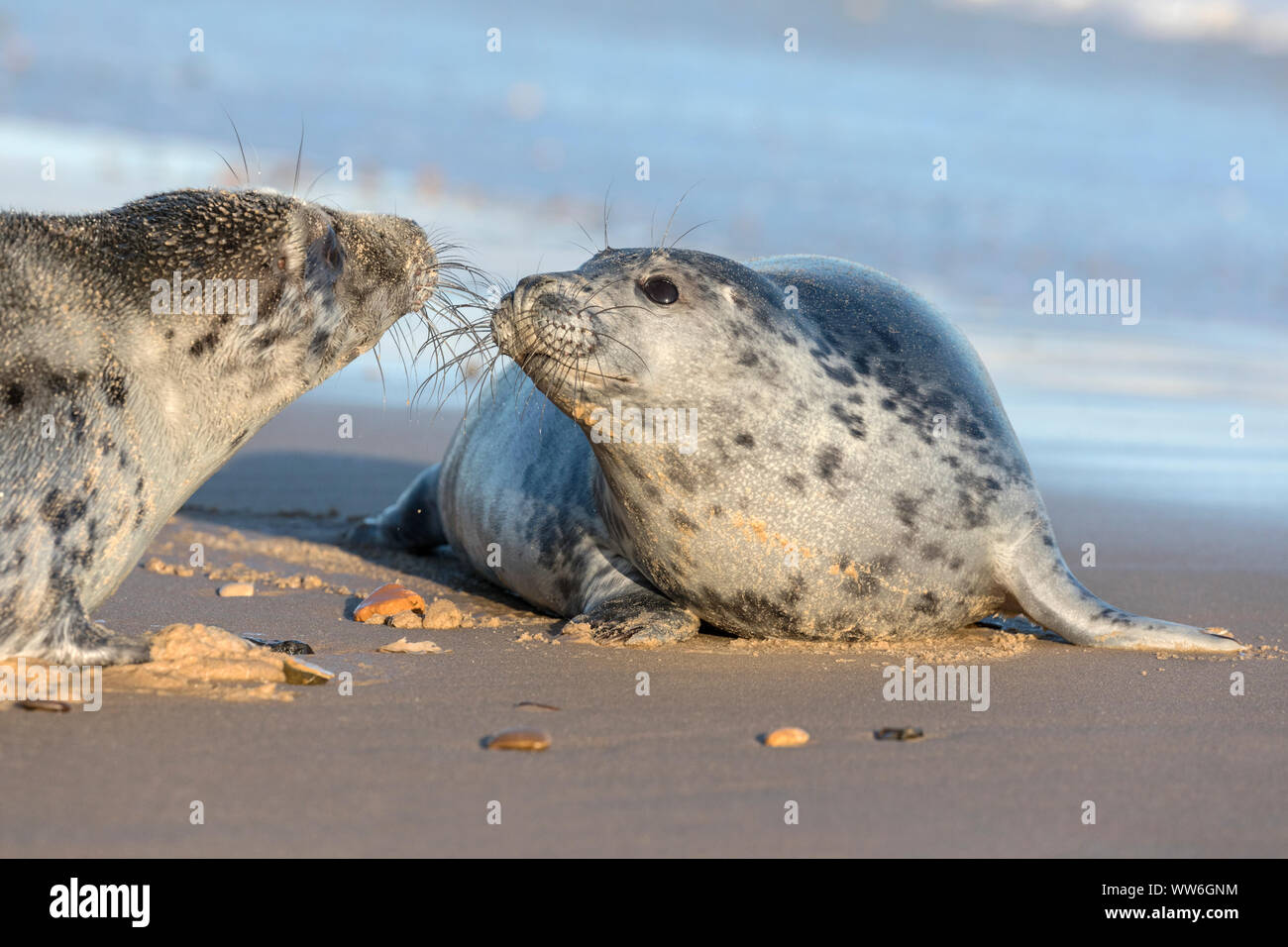 Atlantic Grey Seal Stock Photo - Alamy