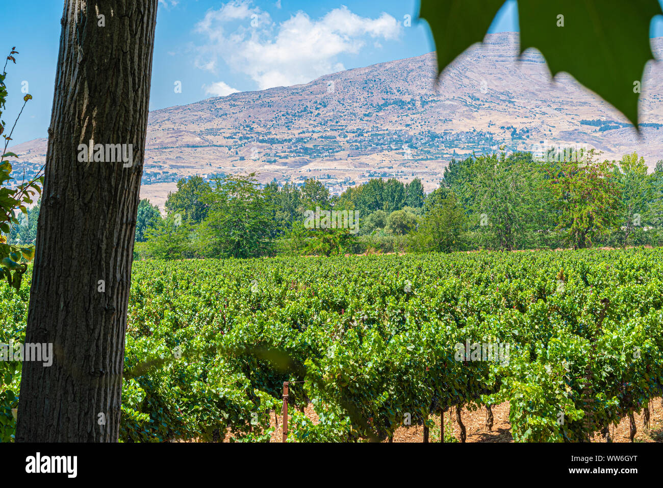 Overlooking the magical Bekaa Valley Stock Photo - Alamy