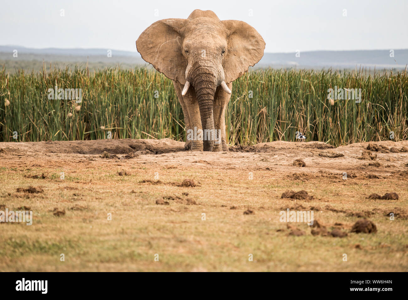Elephant bull in Addo Elephant Park South Africa Stock Photo - Alamy