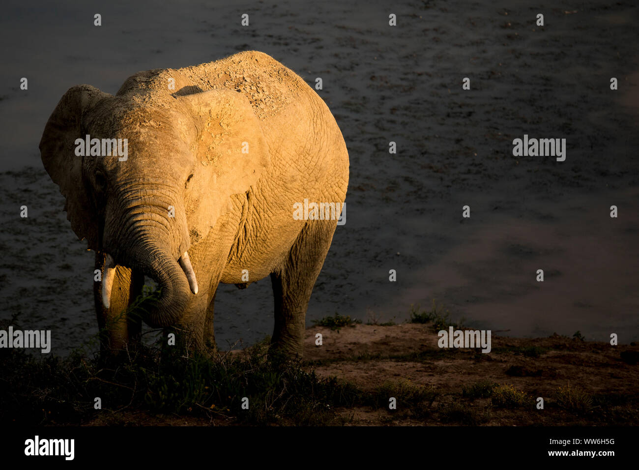 Elephant in the sun hi-res stock photography and images - Alamy