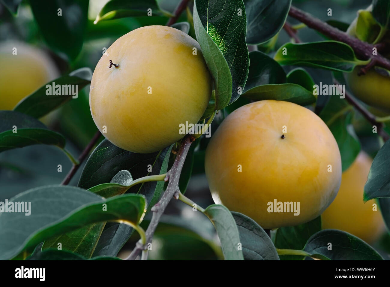 Japanese persimmon, Diospyros kaki, Yellow coloured fruit growing on ...