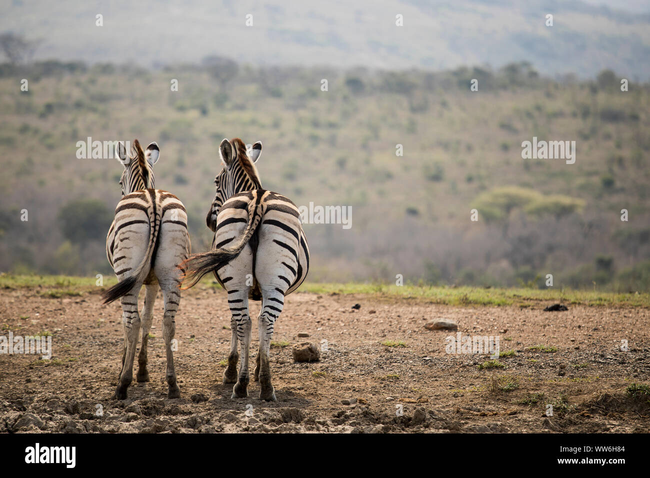 two zebras in Timbavati Game Reserve, South Africa Stock Photo - Alamy